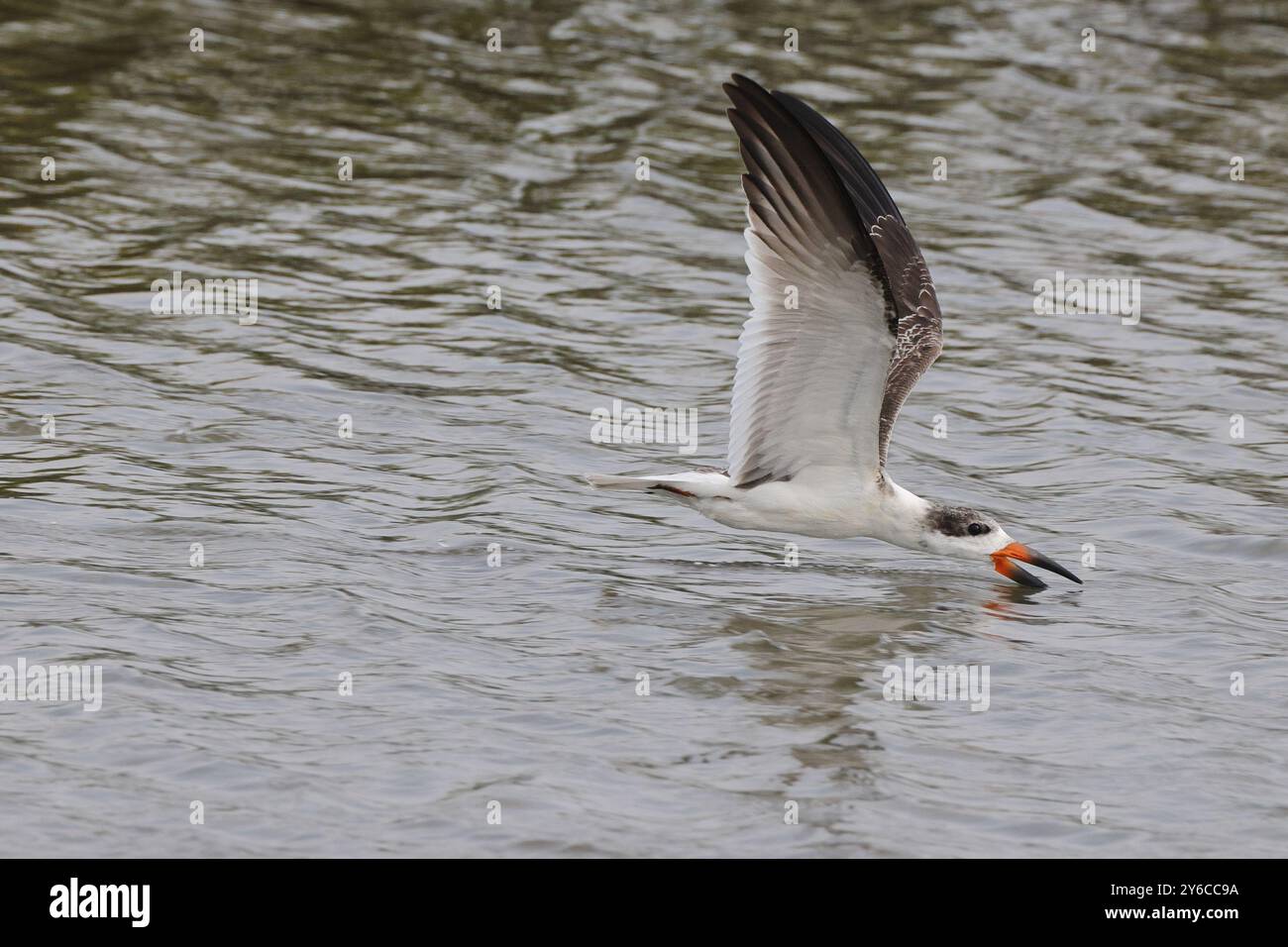 A black skimmer bird flying low over the water with its beak skimming ...
