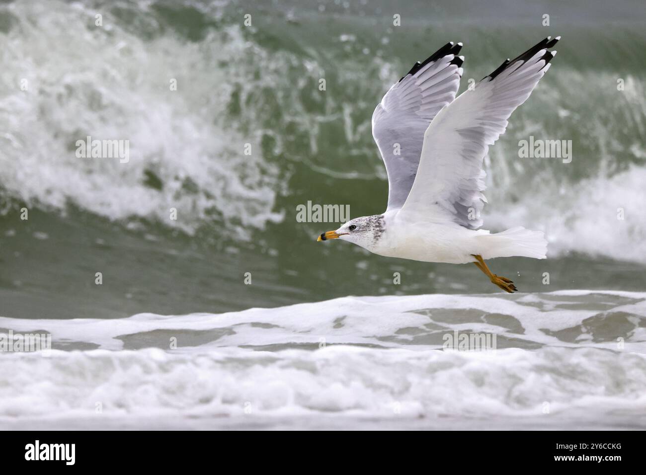 A seagull in flight over ocean waves, captured mid-air with wings ...