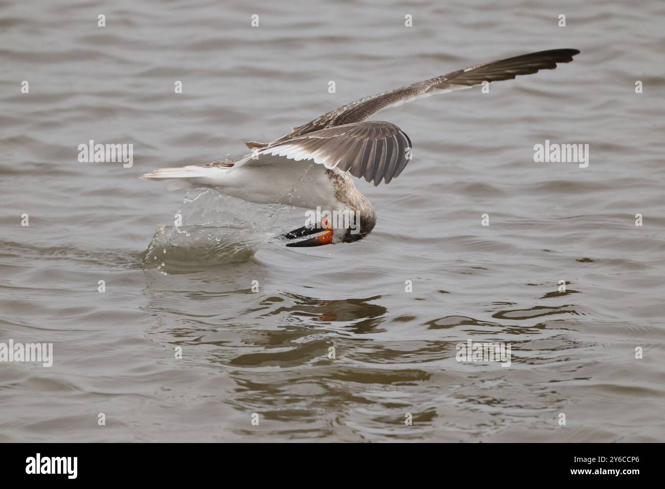 A skimmer bird flying low over the water with its beak skimming the ...