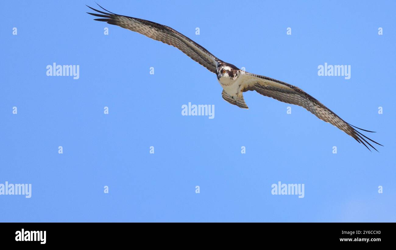 An osprey soaring in the clear blue sky, showcasing its wingspan and ...