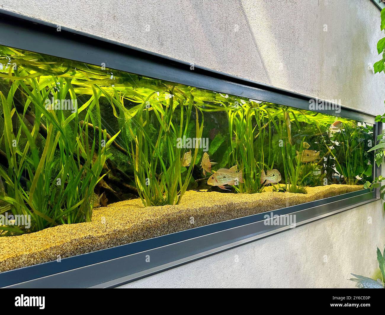 Aquarium with fish and underwater plants in botanical garden Stock ...