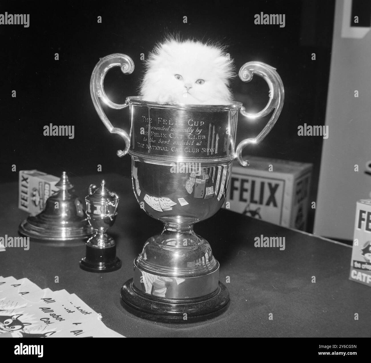PERSIAN CAT IN A TROPHY AT NATIONAL CAT CLUB CHAMPIONSHIPS IN LONDON ...