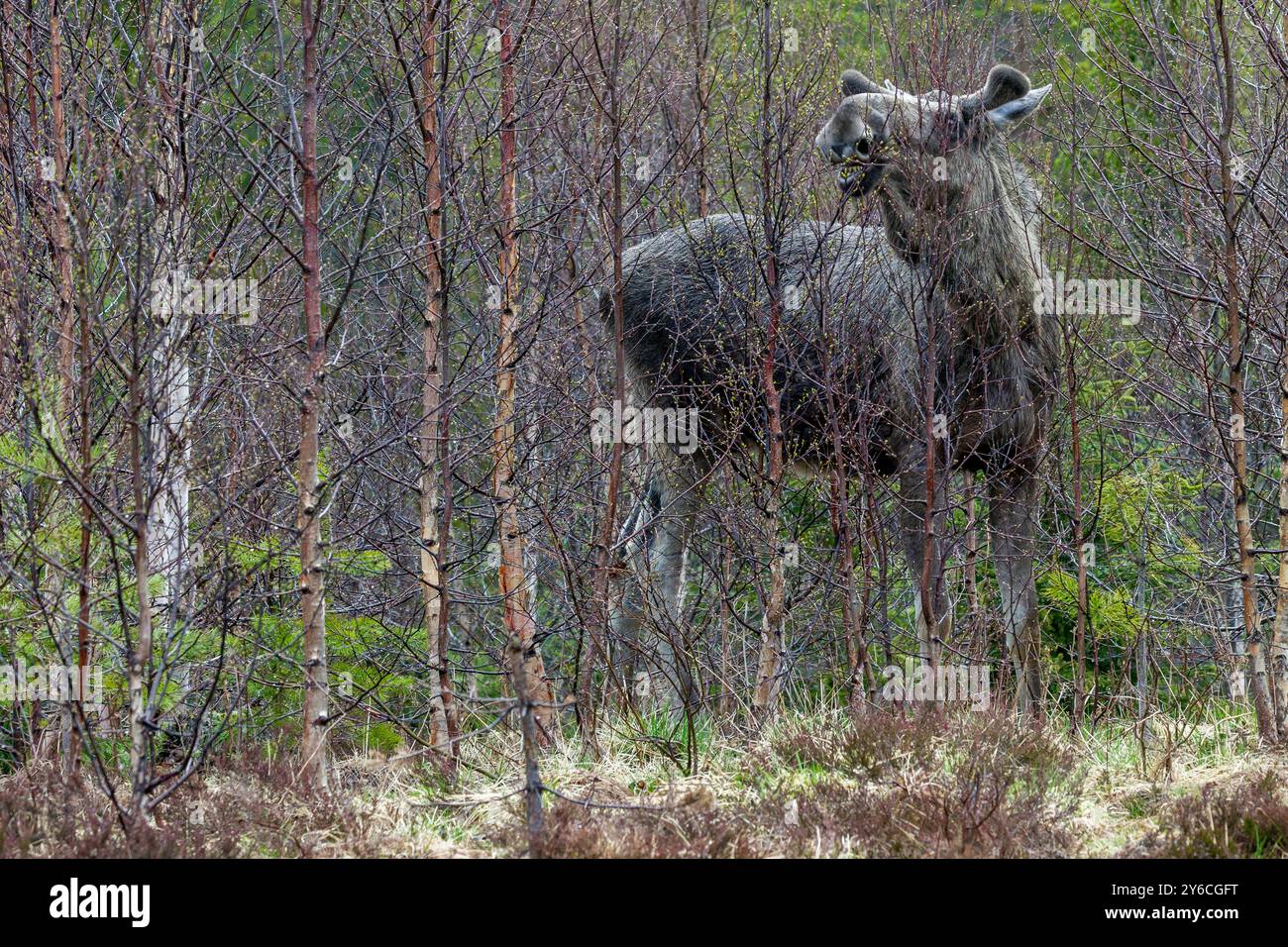 European Elk, Moose (Alces alces). Bull feeding on twigs and buds ...