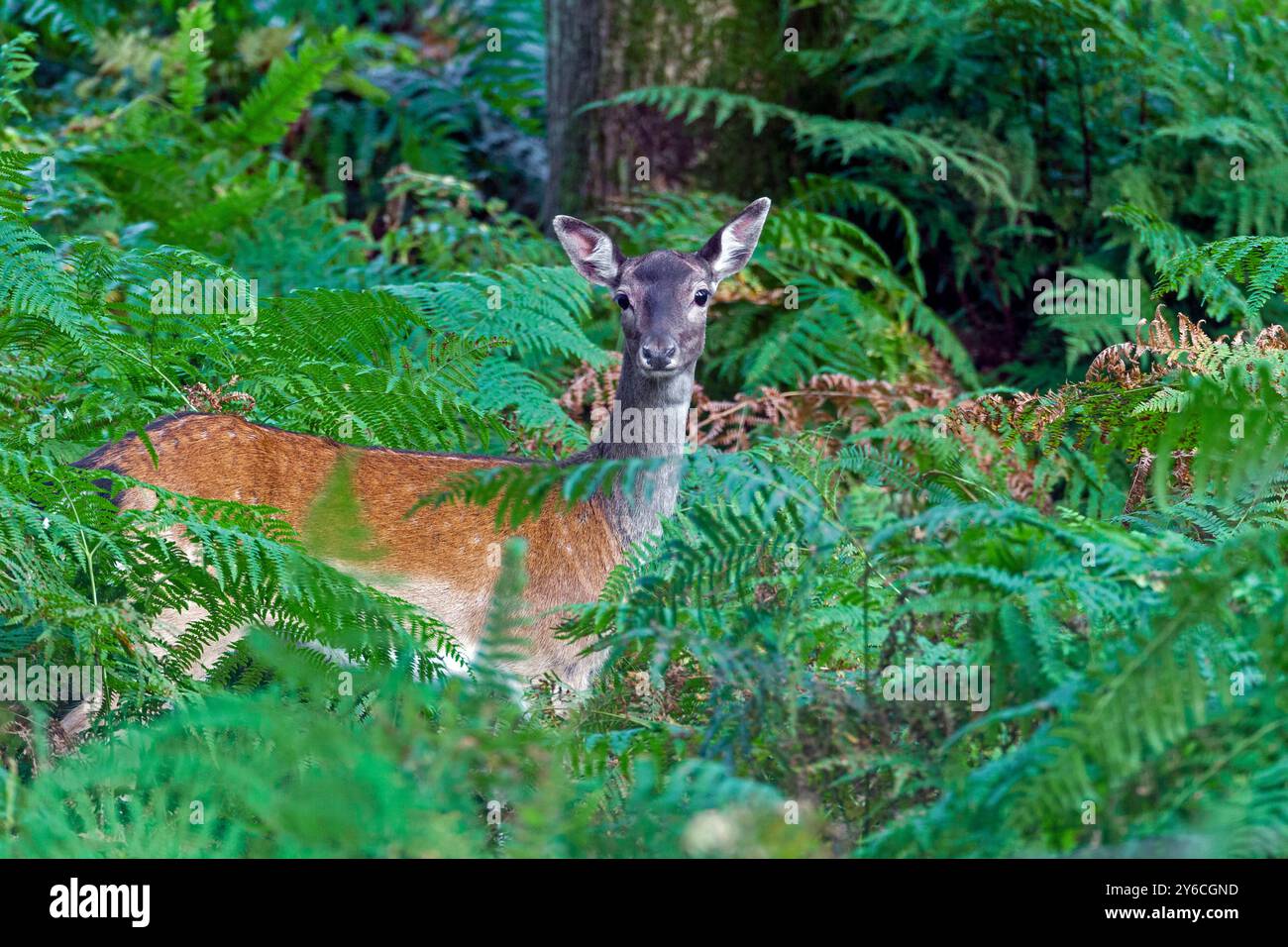 Fallow Deer (Dama dama). Doe foraging in bracken,. Germany Stock Photo ...