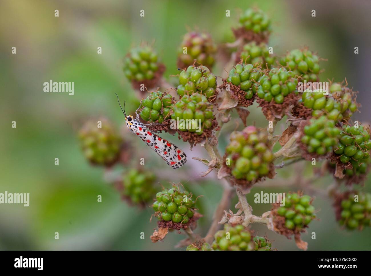 Utetheisa pulchella... The scarlet-spotted moth with the scientific ...