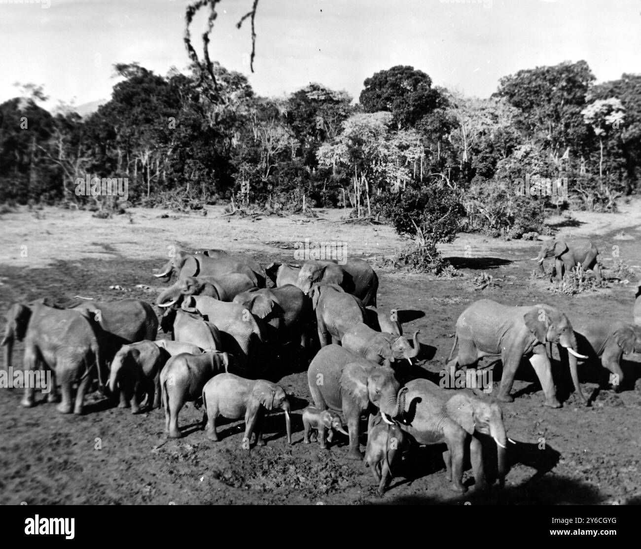 INDEPENDENCE OF KENYA - ELEPHANTS IN NAIROBI ; 10 DECEMBER 1963 Stock ...