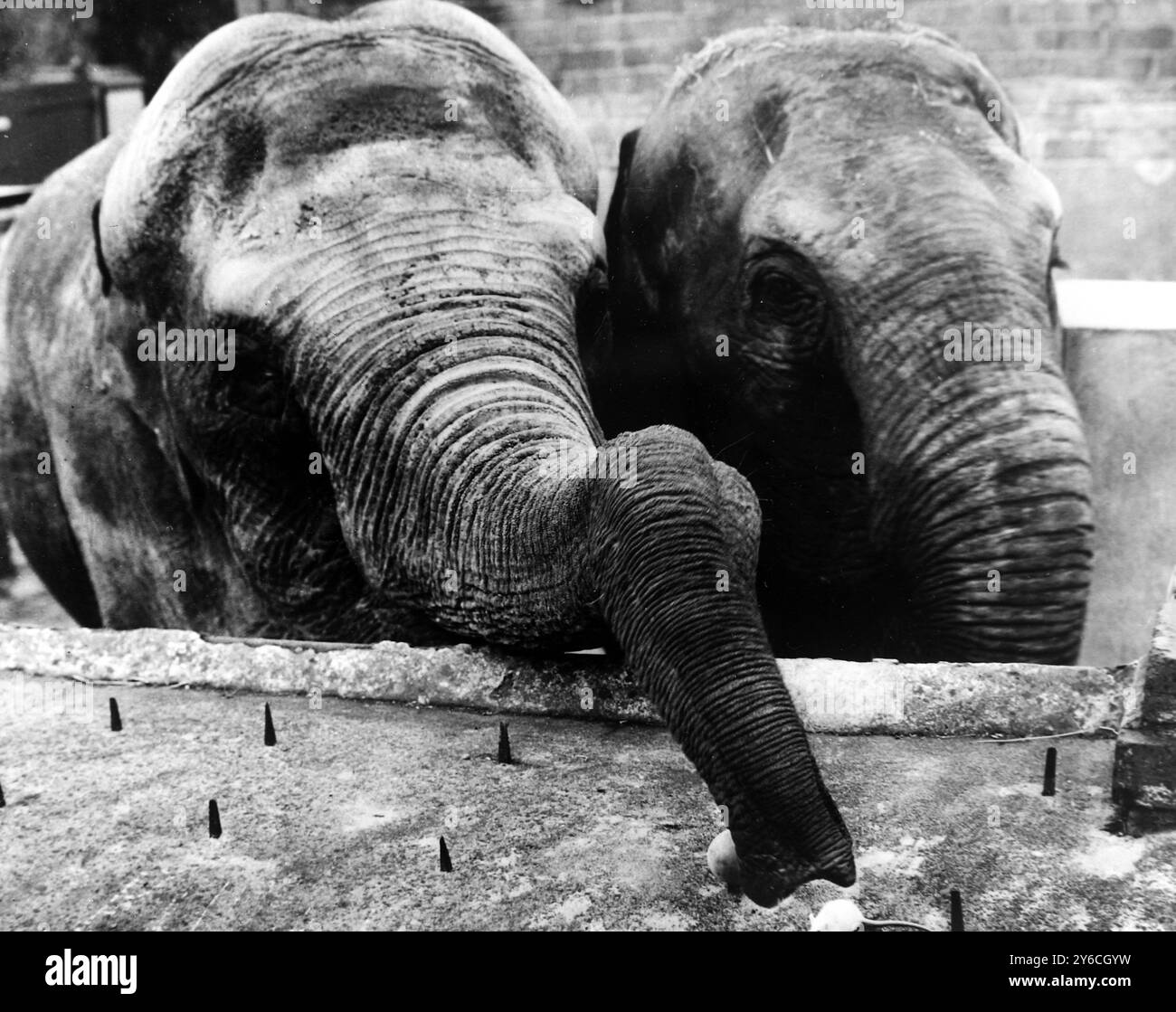 ELEPHANTS AT PAIGNOT ZOO IN DEVON / ; 10 DECEMBER 1963 Stock Photo - Alamy