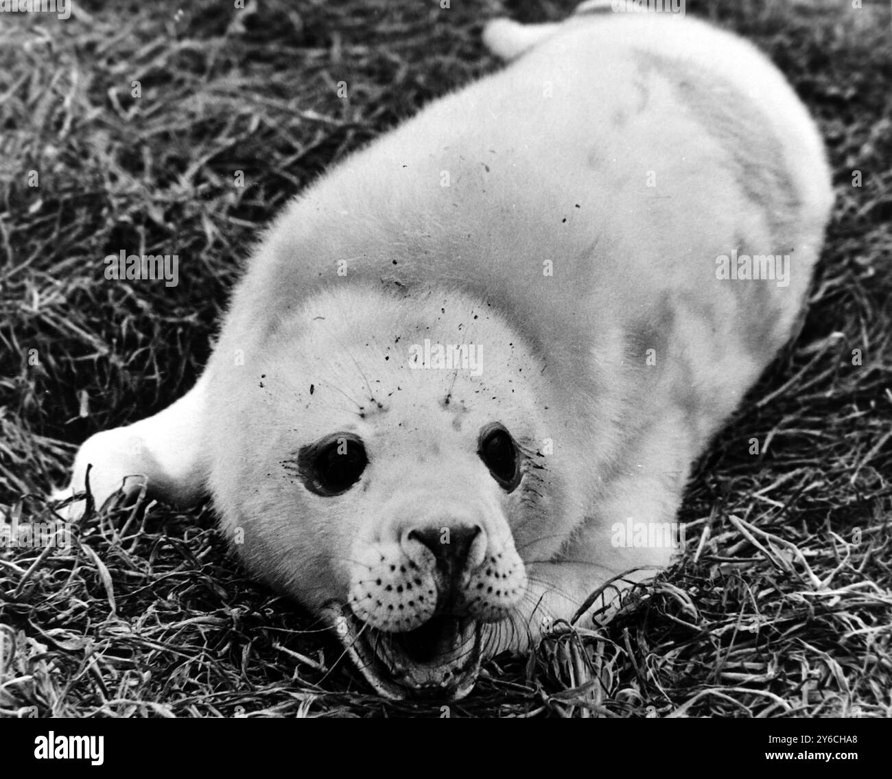 A YOUNG GREY SEAL / ; 6 DECEMBER 1963 Stock Photo - Alamy