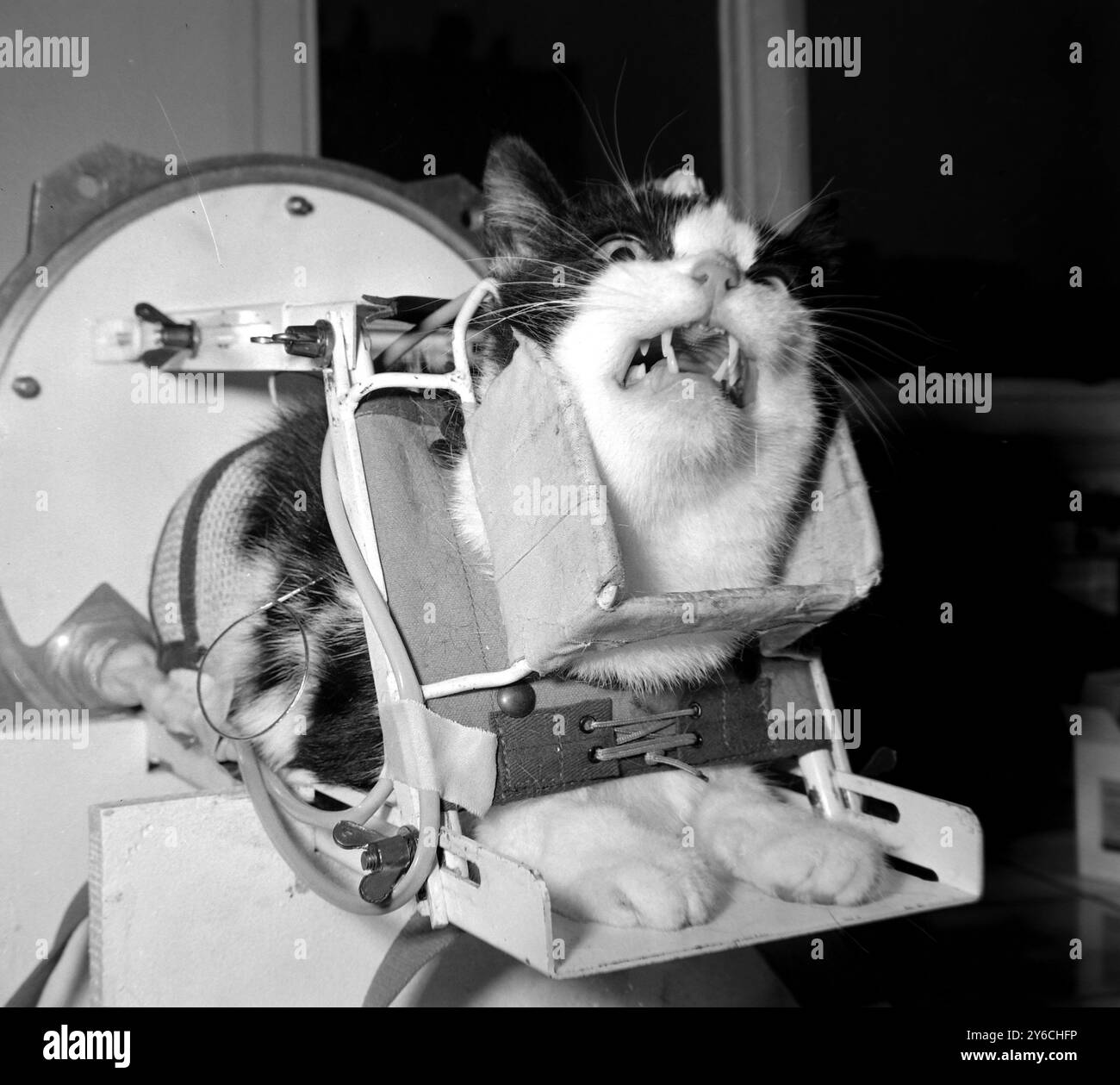 Paris , France : Felicette bares her teeth as she's strapped in this lying-down frame before ...