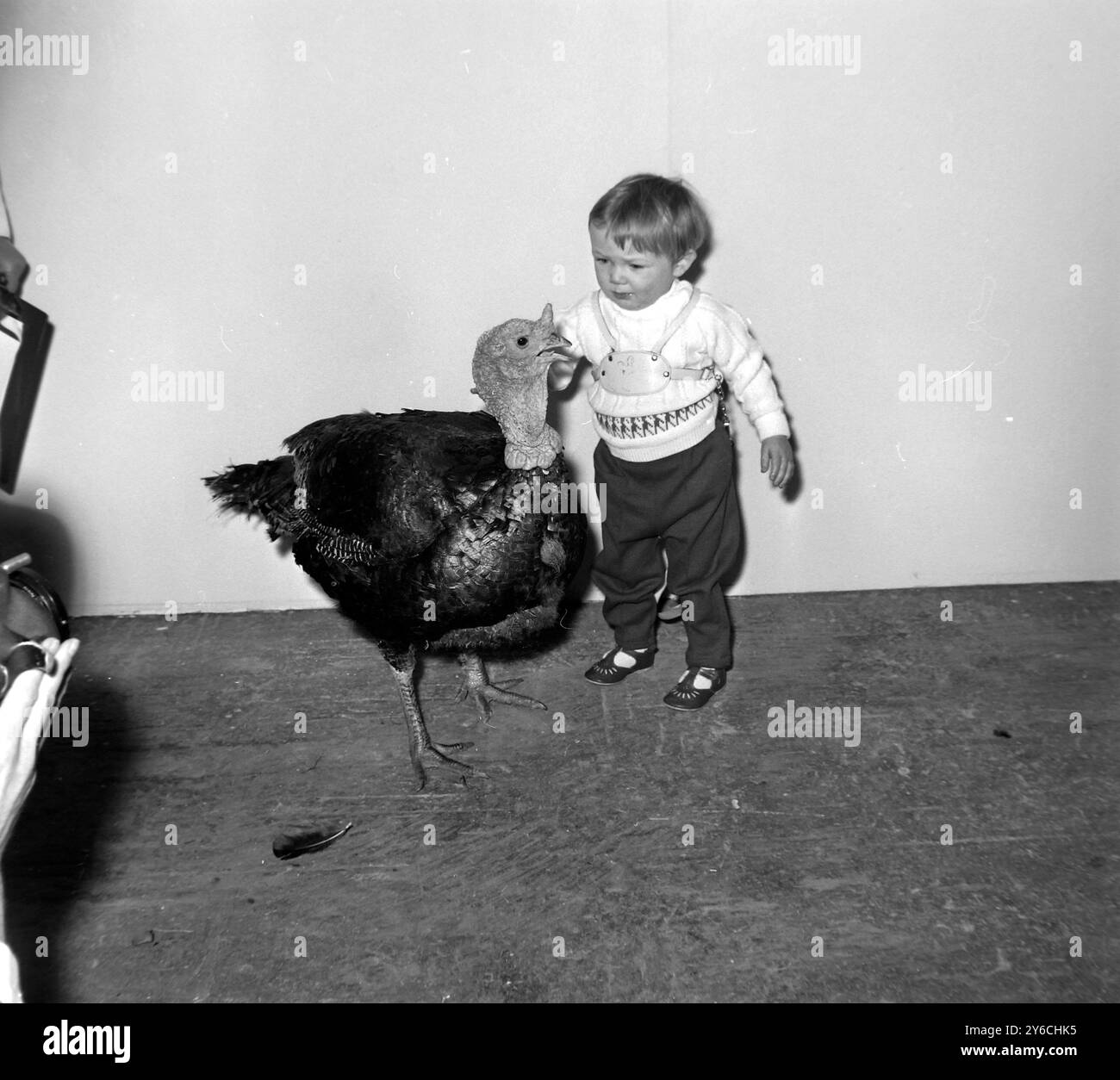MARTIN COOPER WITH BRONZE WINNER TURKEY OF POULTRY SHOW IN LONDON ; 4 ...