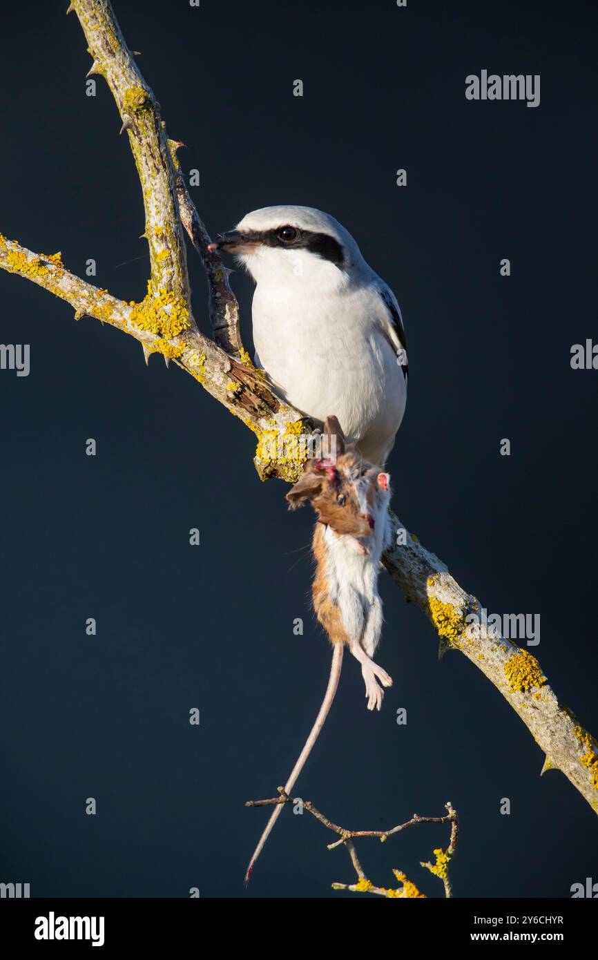 Great Grey Shrike, Northern Grey Shrike, Northern Shrike (Lanius ...