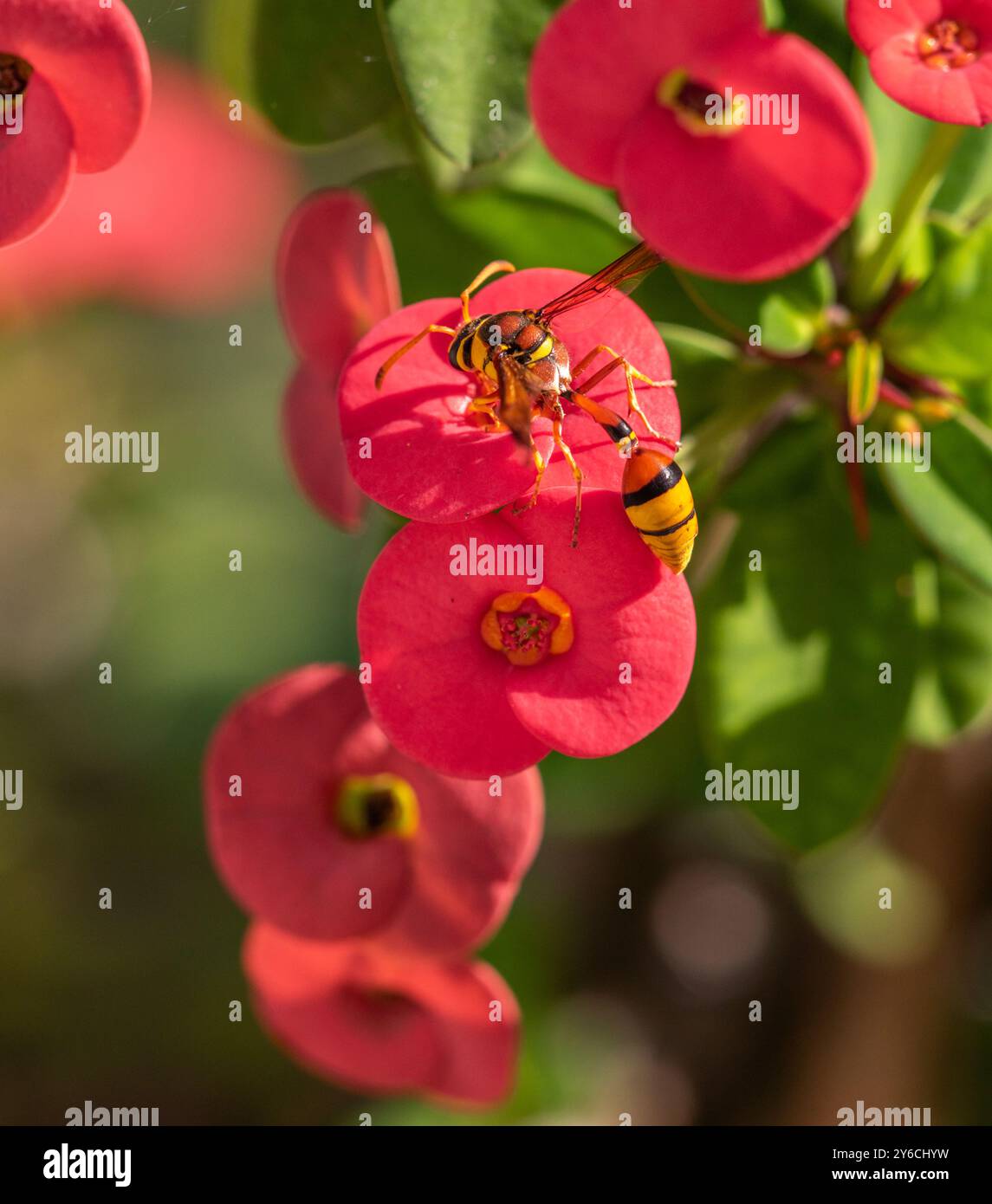 Vibrant wasp hi-res stock photography and images - Alamy