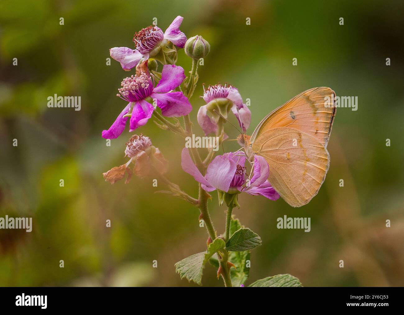 Colotis hi-res stock photography and images - Alamy