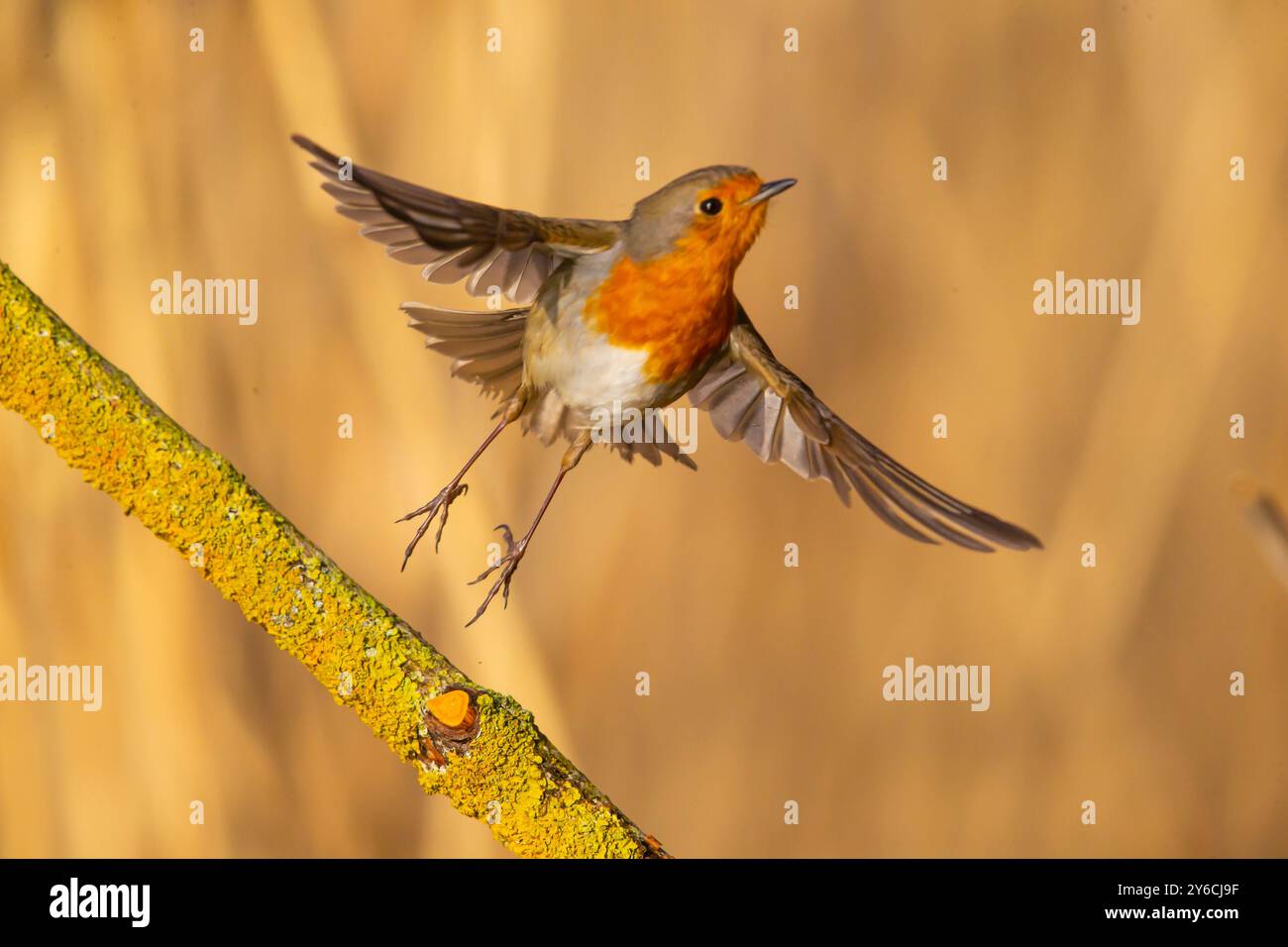 Taking off from a branch hi-res stock photography and images - Alamy