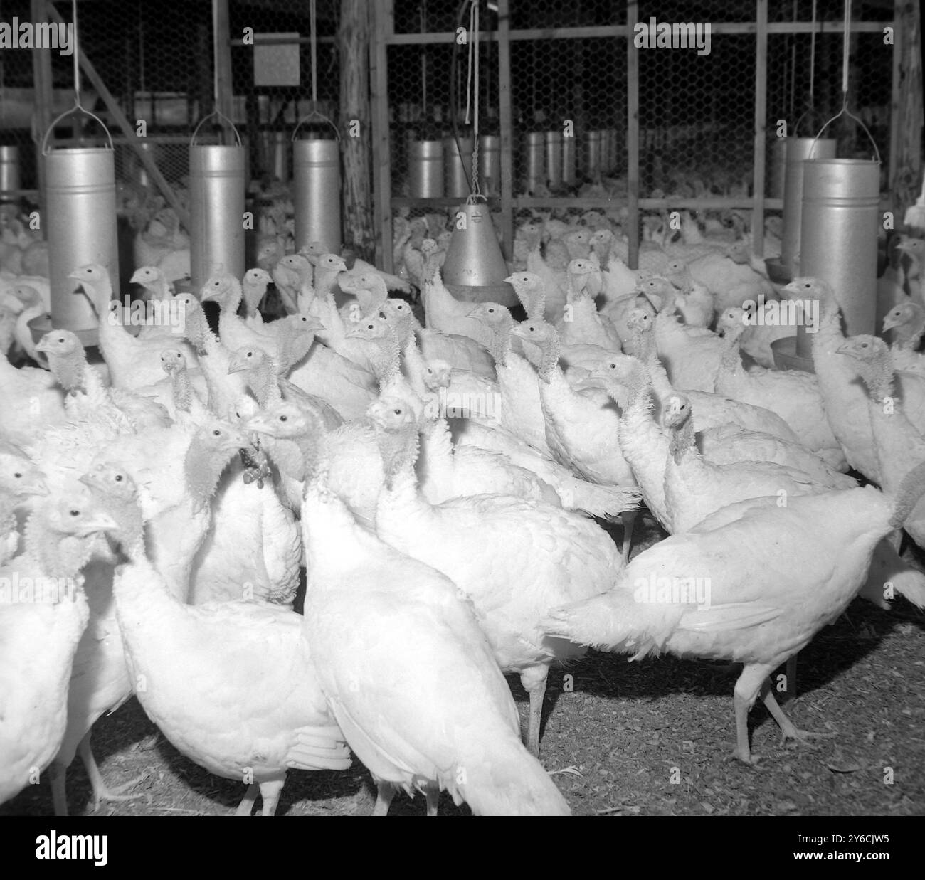WORLDS LARGEST TURKEY FARM IN GREAT WITCHINGHAM, NORFOLK / ; 22 ...