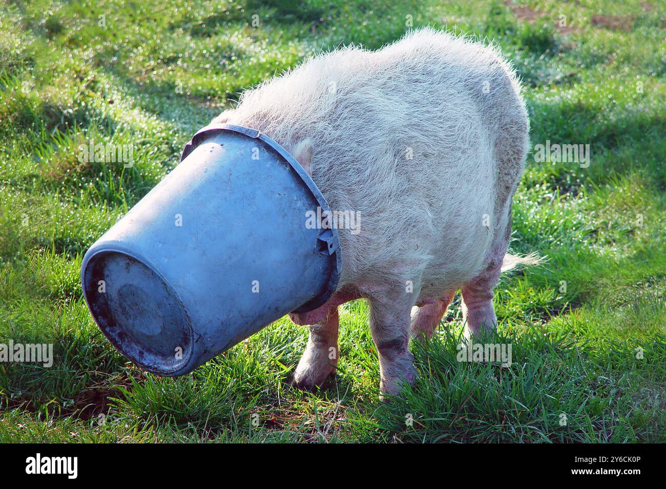 Domestic pig. Mini pig with head in feed bucket, Netherlands Stock ...
