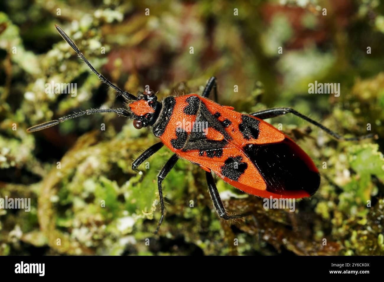 Cinnamon Bug (Corizus hyoscyami) on lichen-covered bark. Germany Stock ...