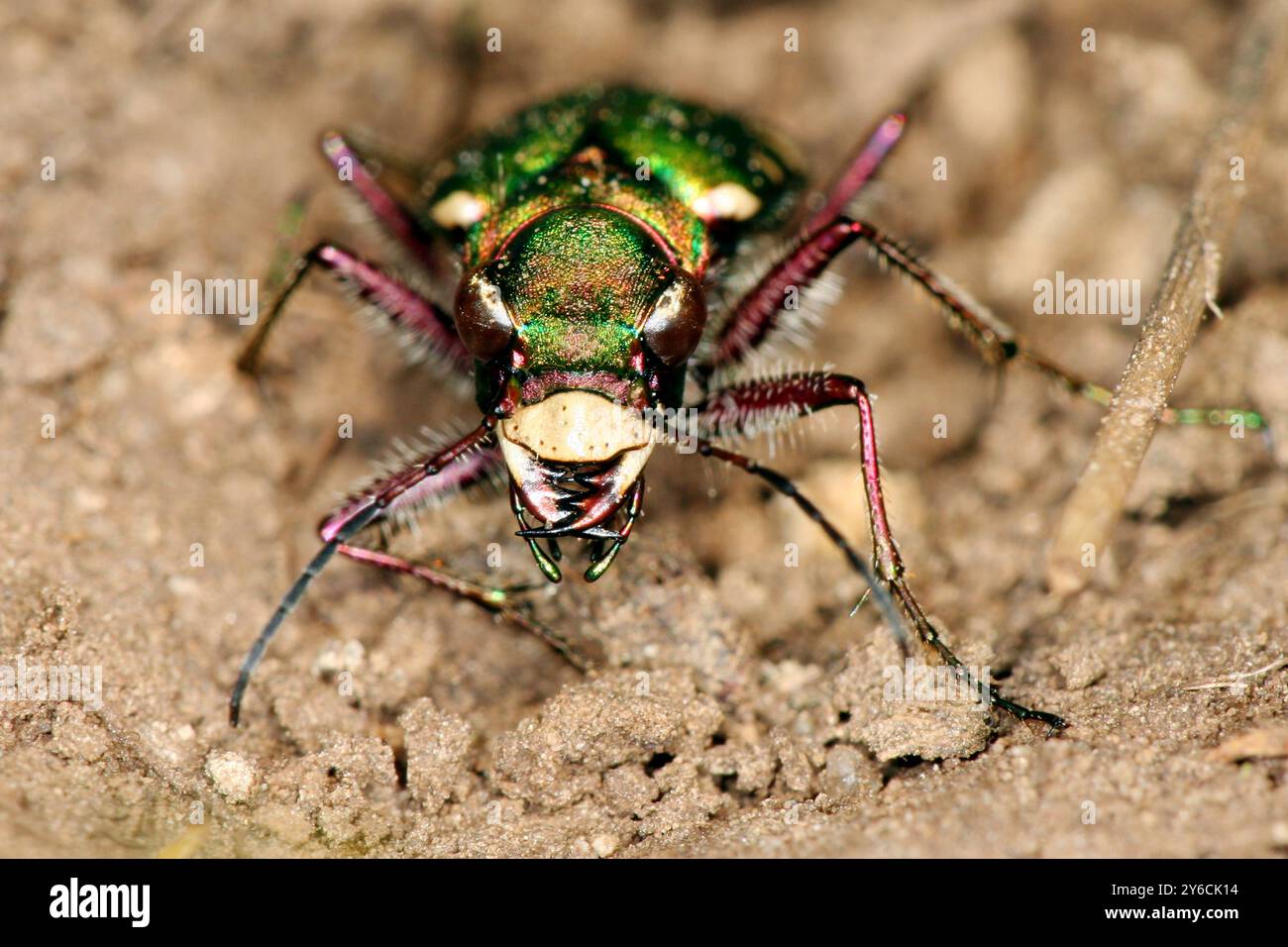 Green Tiger Beetle (Cicindela campestris) on a country road, its ...