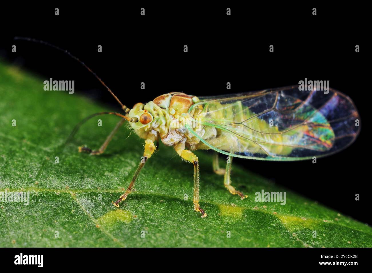 Barklouse (Psocoptera) on a leaf. Germany Stock Photo - Alamy