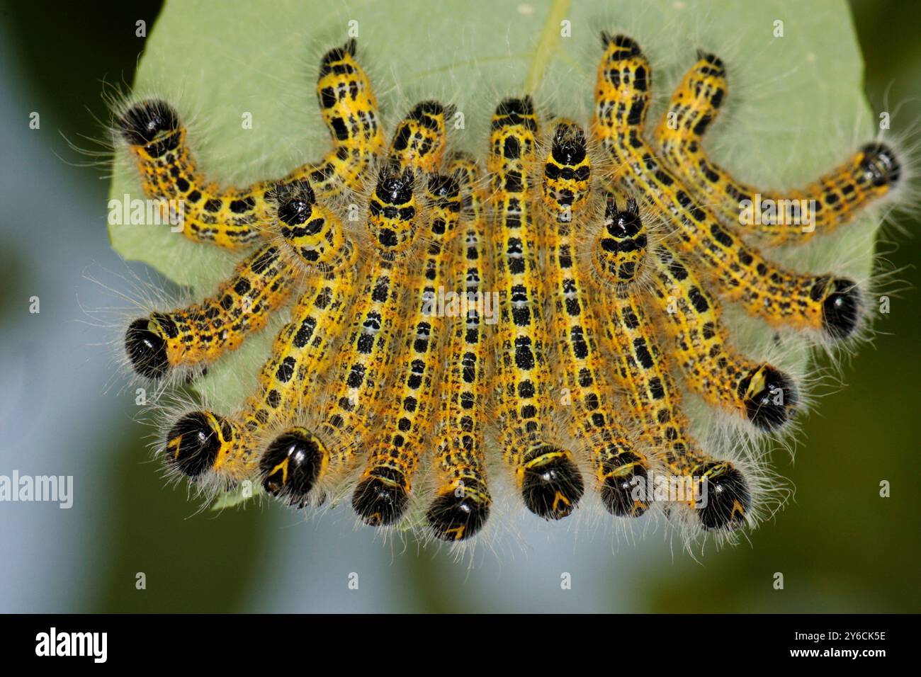 Buff-tip Moth (Phalera bucephala). The caterpillars live socially and ...