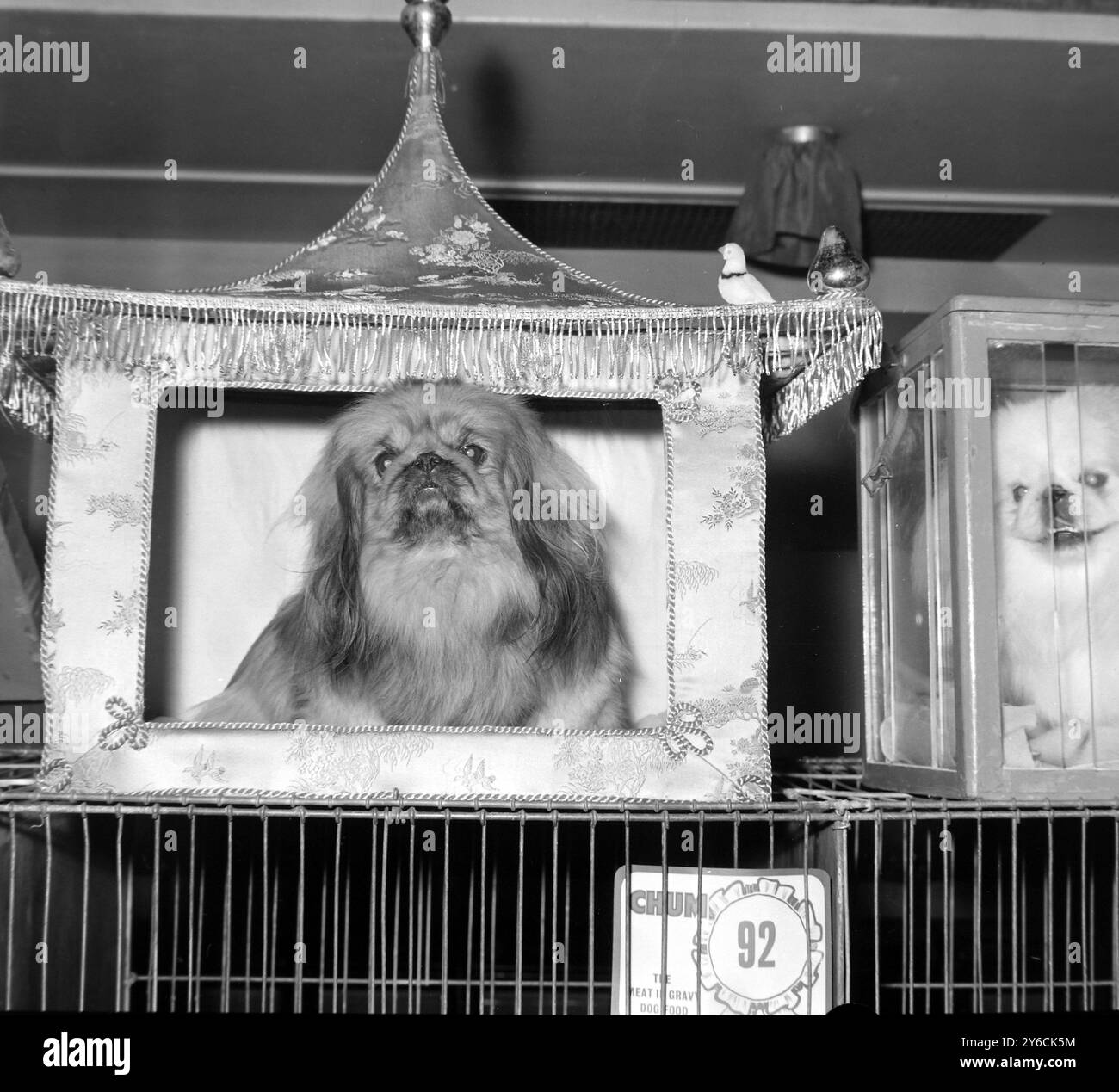 PET DOGS SHOWS PEKINGESE CHAMPIONSHIP HAN YU TONG OF TAUER ; 21 ...