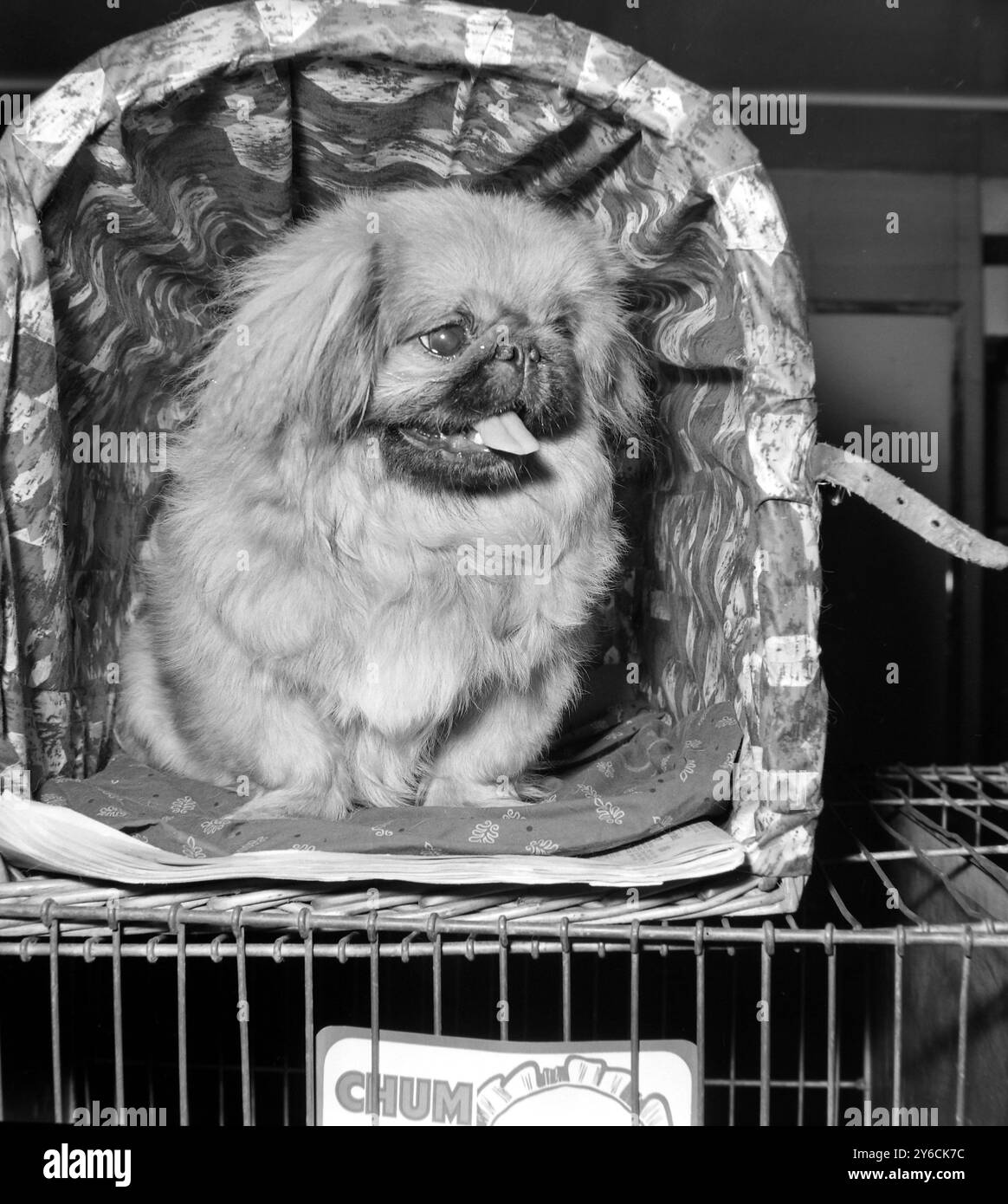 PET DOGS SHOWS PEKINGESE CHAMPIONSHIP TORALLO OF DRAKENHURST ; 21 ...