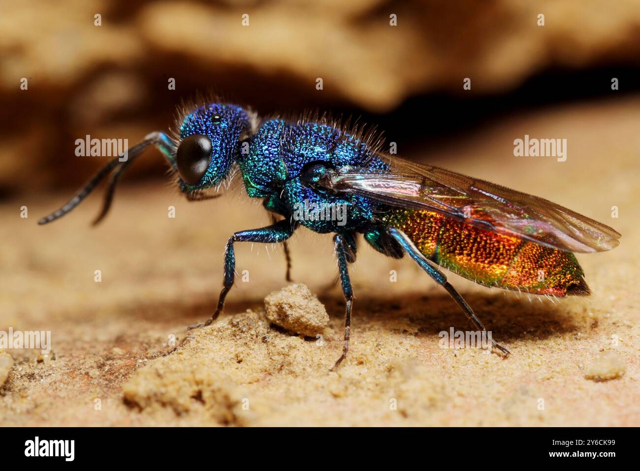 Cuckoo Wasp (Chrysis sp.) in the vicinity of a nesting aid. Cuckoo wasps live parasitically on a ...