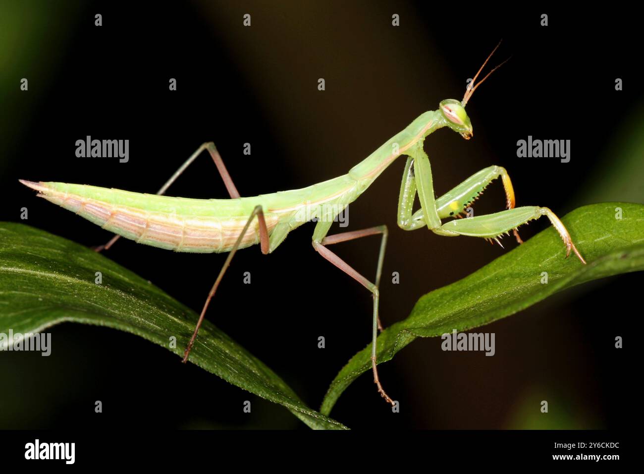 Praying mantis (Mantis religiosa) on a plant in a garden. Germany Stock ...