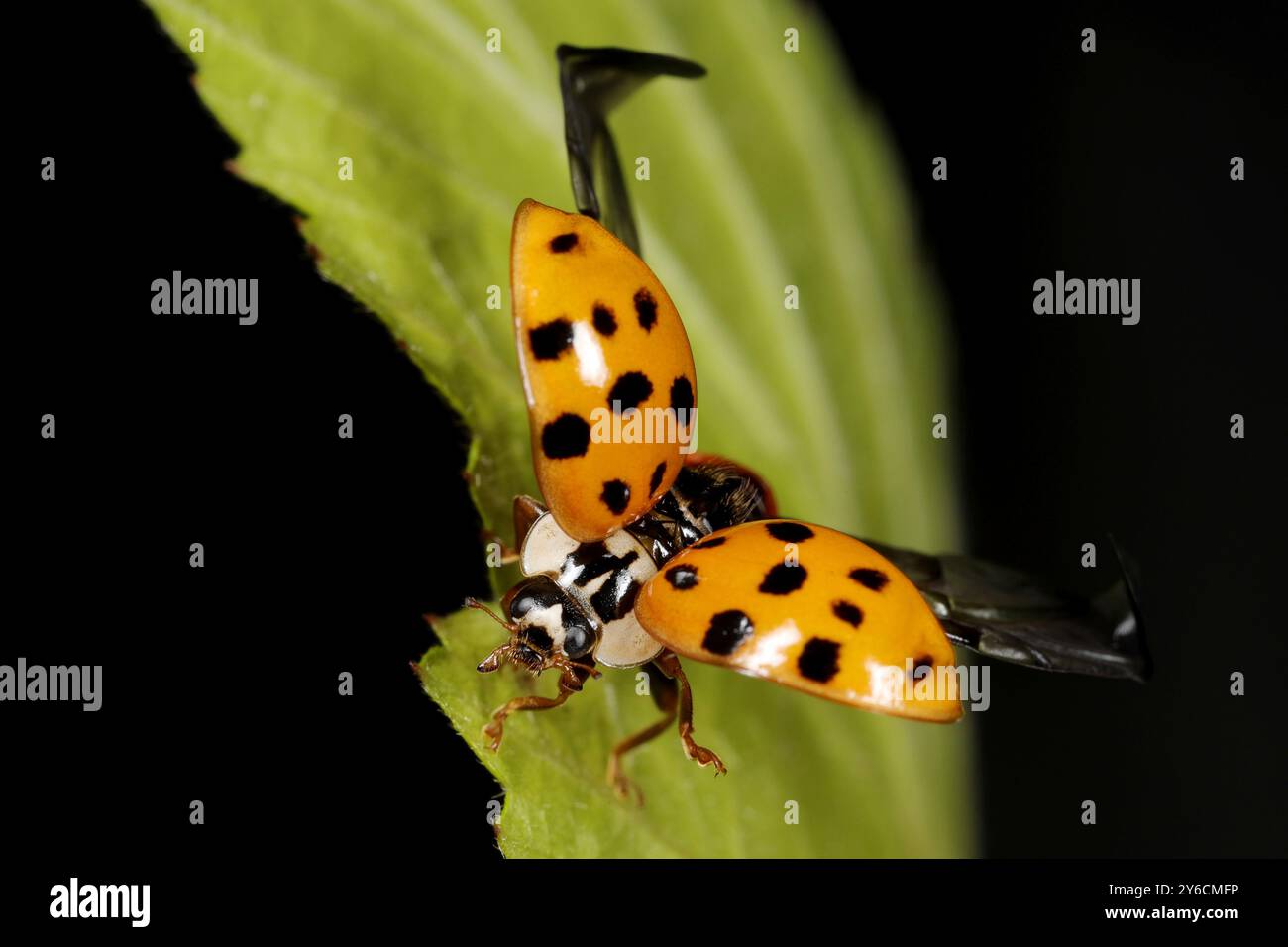 Asian Lady Beetle (Harmonia axyridis) taking off, showing the hard elytra (forewings adapted as ...