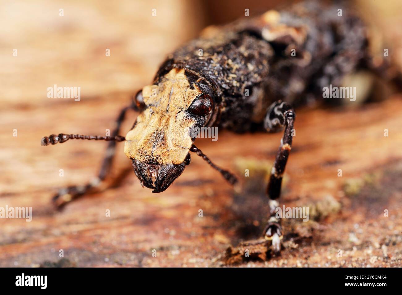 Resin Weevil (Platyrhinus resinosus) on decaying wood. Germany Stock ...