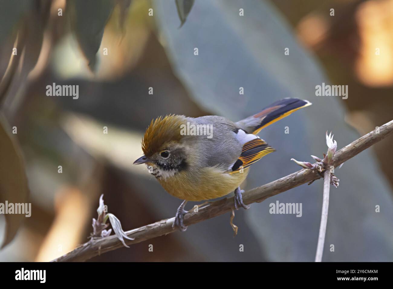 Bar-throated Minla, Chestnut-tailed Minla, Minla strigula, Pangolakha ...