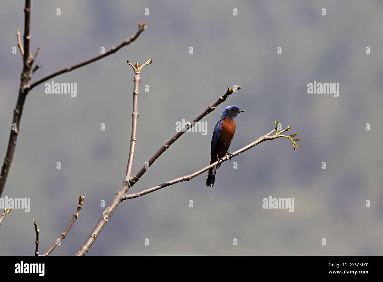 Chestnut-bellied Rock Thrush, Monticola rufiventris, male, Pangolakha ...