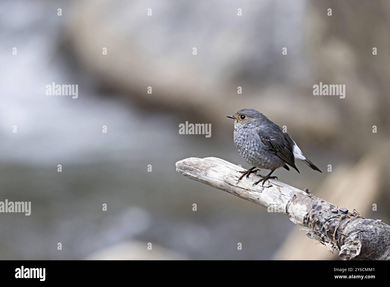 Plumbeous Water Redstart, Phoenicurus fuliginosus, female, Sikkim ...