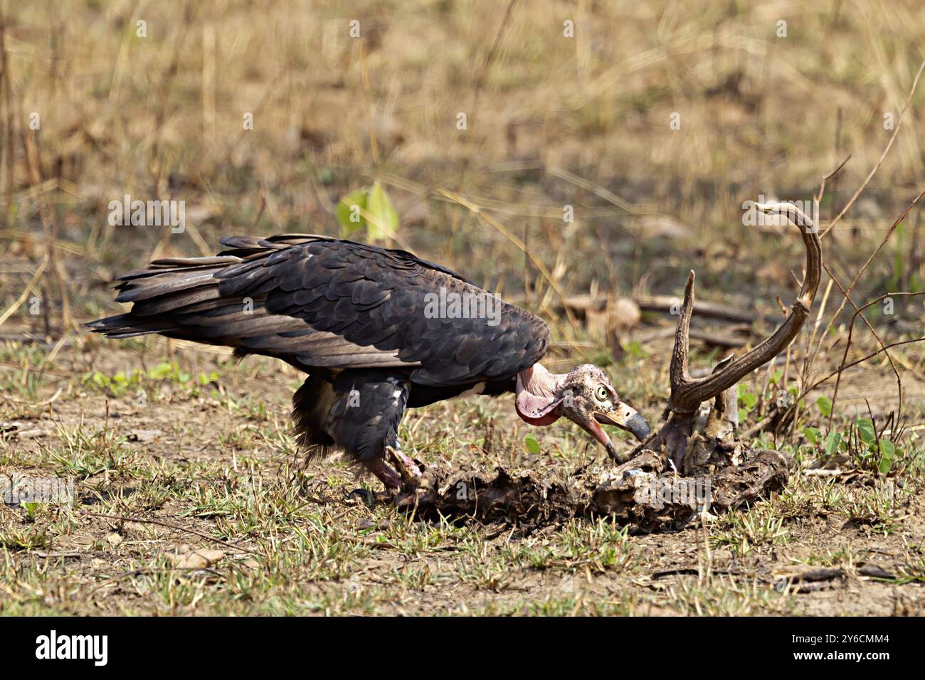 Red-headed Vulture, Sarcogyps calvus, Panna Tiger Reserve, Madhya ...
