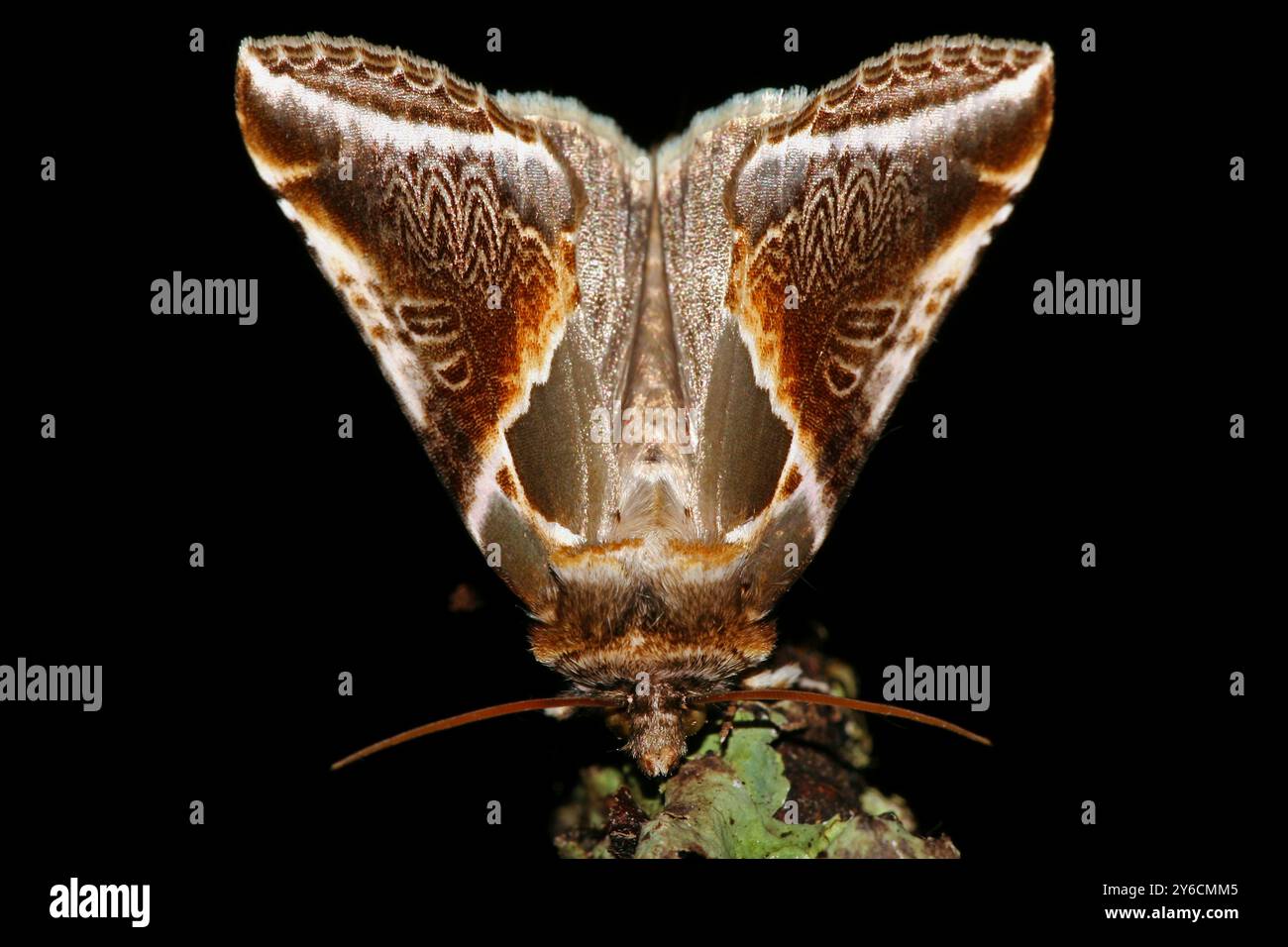 Buff Arches (Habrosyne pyritoides). Moth on a branch. Germany Stock ...