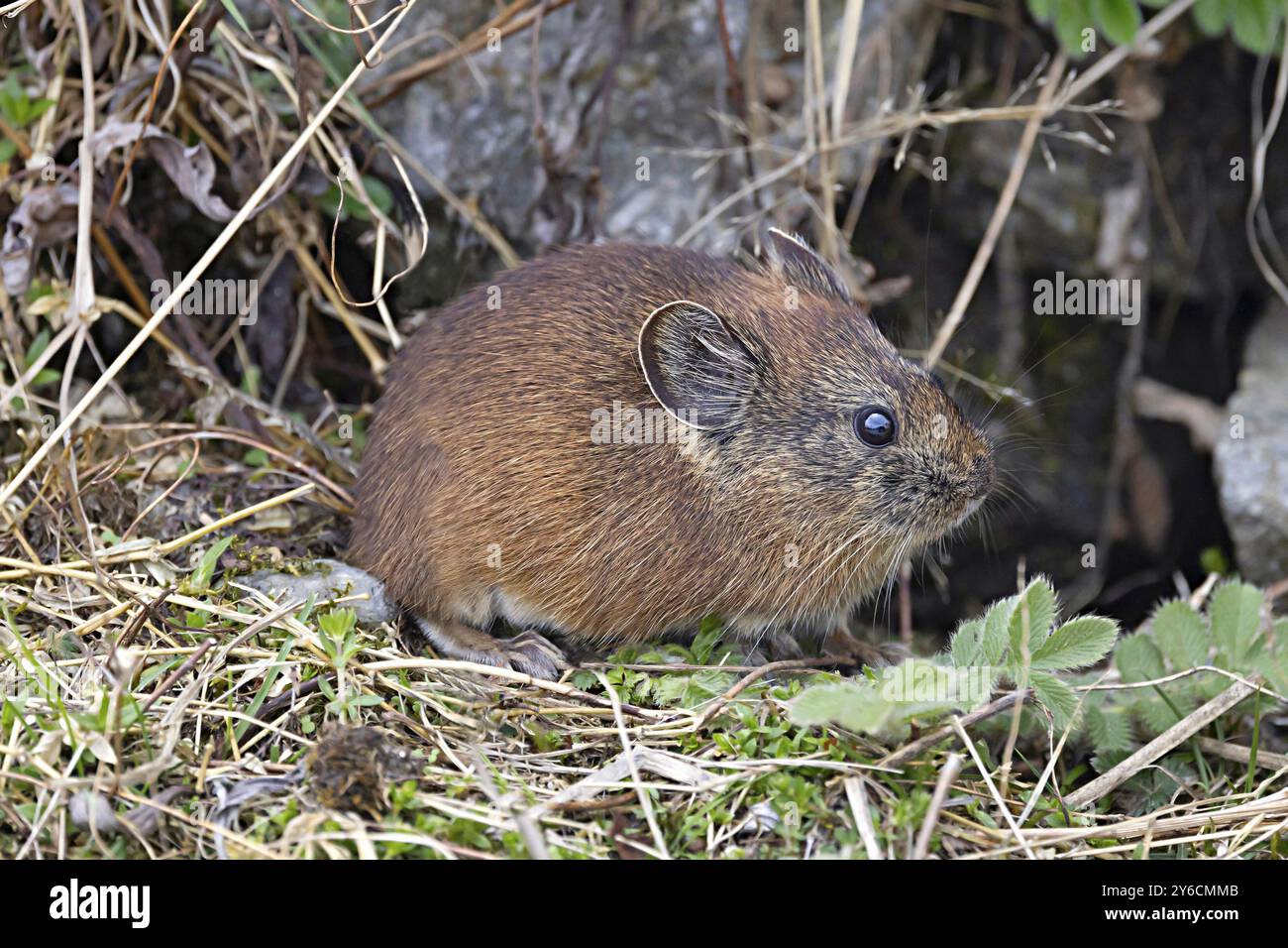 Lungthung hi-res stock photography and images - Alamy
