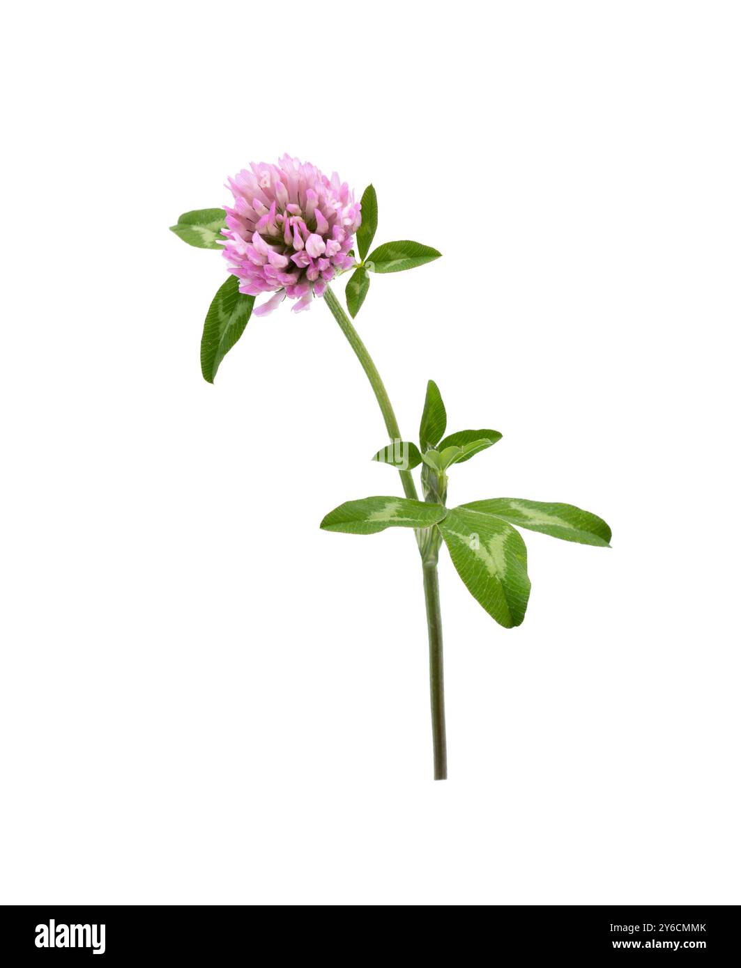 Purple clover flower close Cut Out Stock Images & Pictures - Alamy