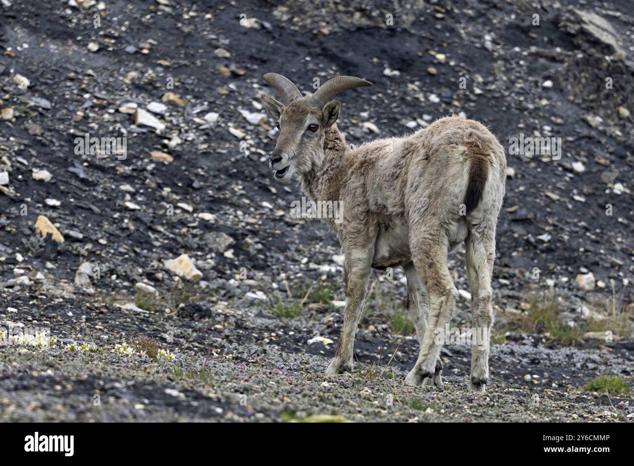 Bharal female, Blue Sheep, Pseudois nayaur, Ladakh, India Stock Photo ...