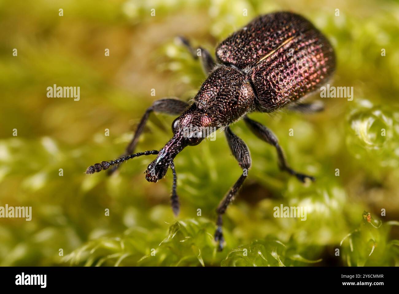 Leaf-rolling Weevil Beetle (Involvulus cupreus) on moss. Germany Stock ...