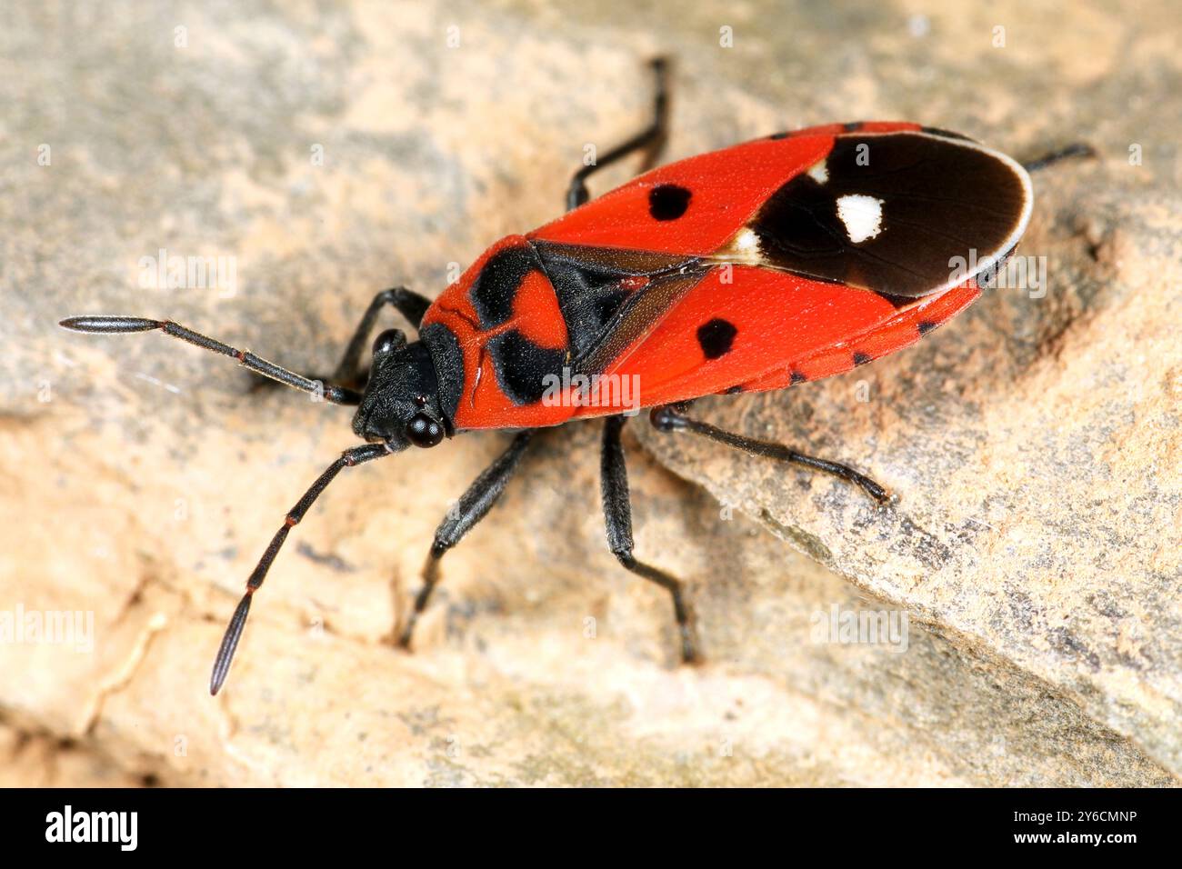 Bug (Melanocoryphus albomaculatus) on a stone. Germany Stock Photo - Alamy