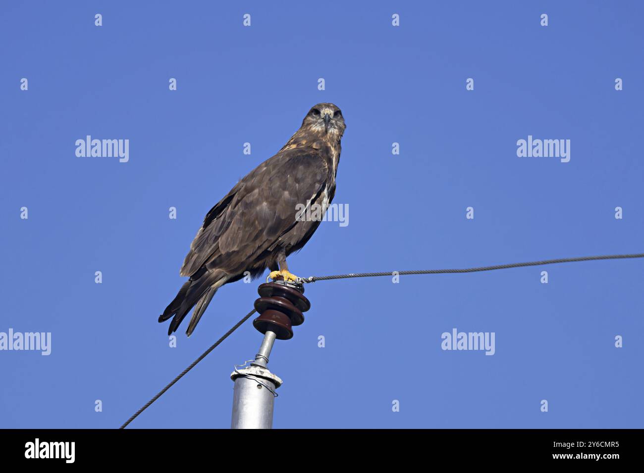 Upland Buzzard, Buteo hemilasius, Tsokar, Ladakh, India Stock Photo - Alamy
