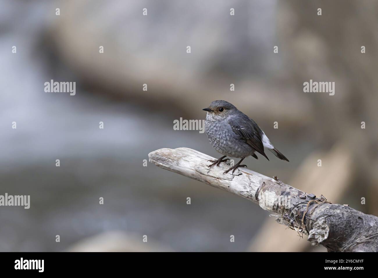 Sikkim habitats hi-res stock photography and images - Alamy