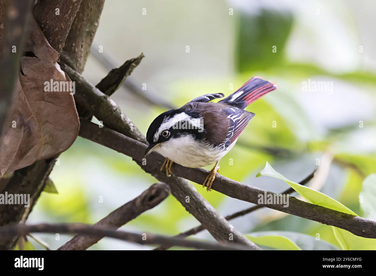 Red-tailed Minla, Minla ignotincta, Pangolakha Wildlife Sanctuary ...