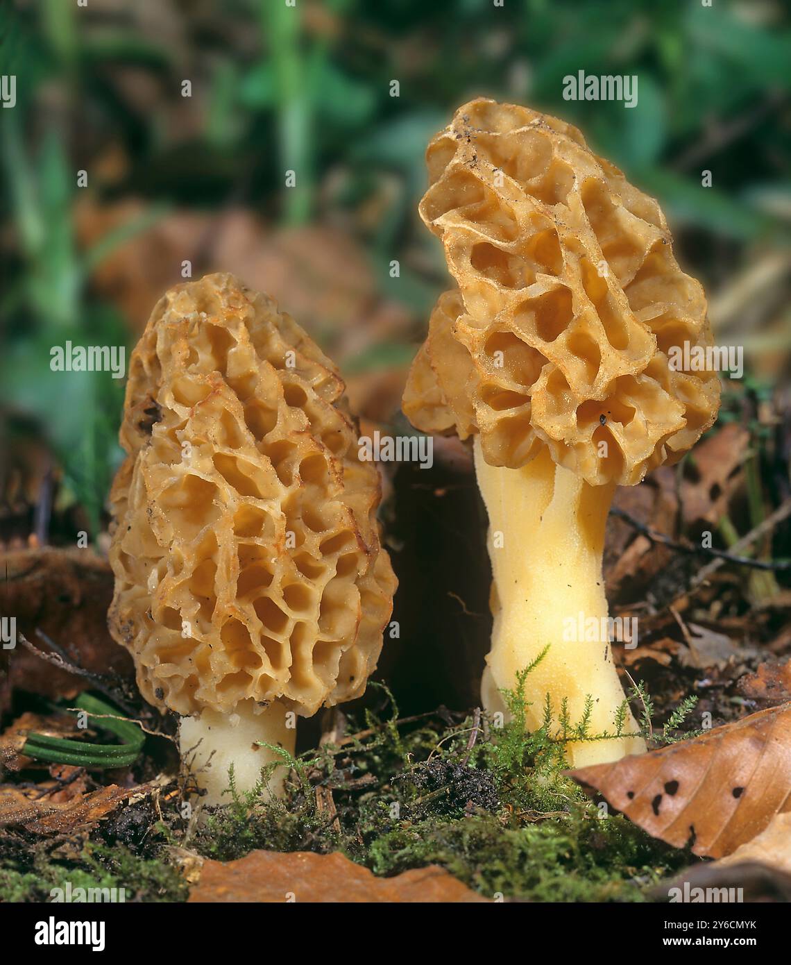 Yellow Morel (Morchella esculenta). Two fruit bodies standing next to ...