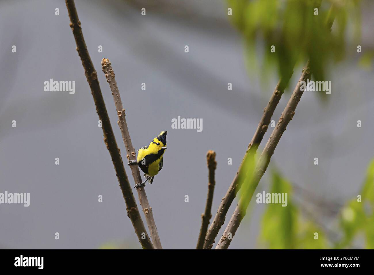 Yellow-cheeked Tit, Machlolophus spilonotus, Pangolakha Wildlife ...