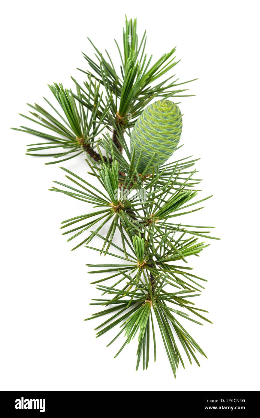 Cedrus deodara twig with cone isolated on white background Stock Photo ...