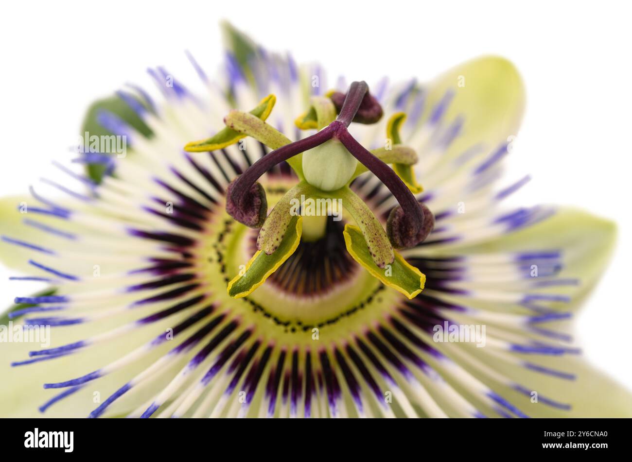 Passion flower isolated on white background Stock Photo - Alamy