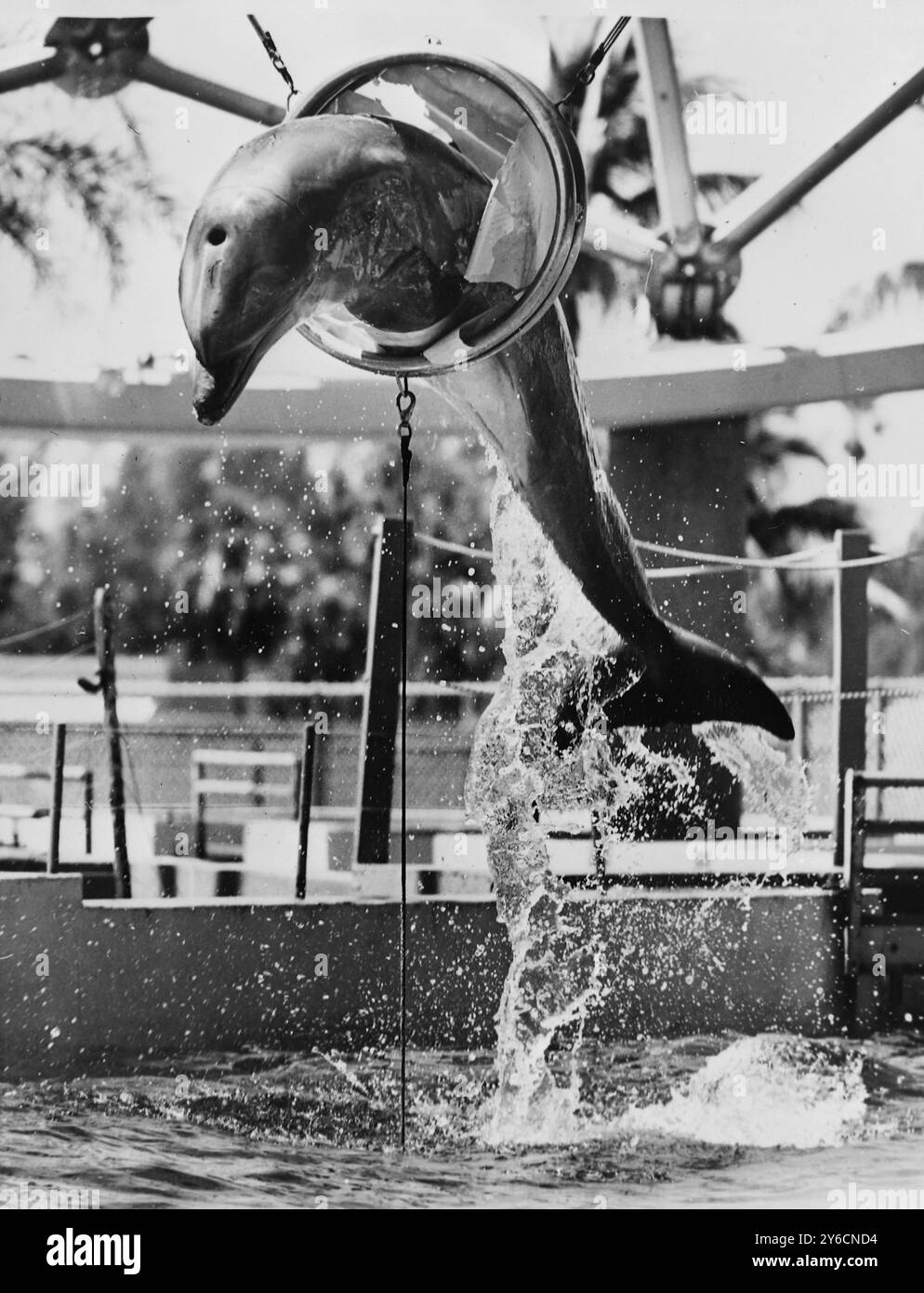 Acrobatic dolphin Black and White Stock Photos & Images - Alamy
