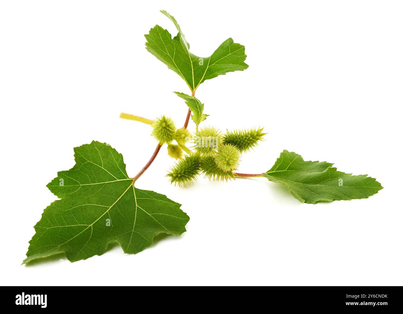 Rough cocklebur plant isolated on white Stock Photo - Alamy
