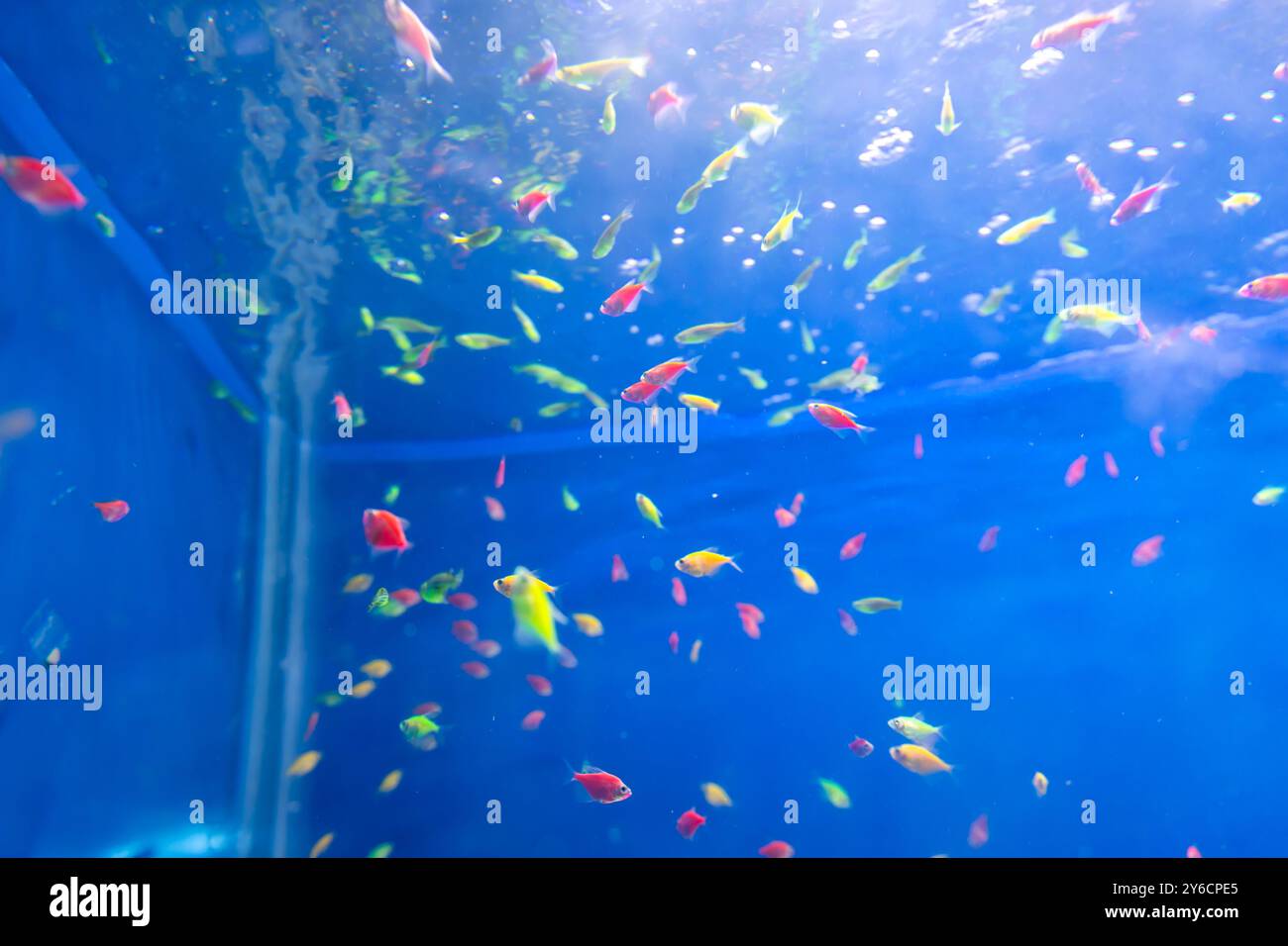 bunch of fish in clear blue water from different angle Stock Photo - Alamy